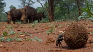 The Longstanding Tradition of Beetle Battles in Thailand | Bugs That ...