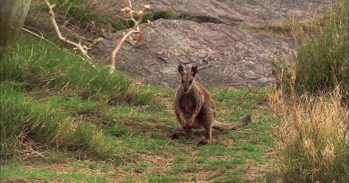 The Desert Speaks | Outpost of the Outback | Season 16 | Episode 1602 | PBS