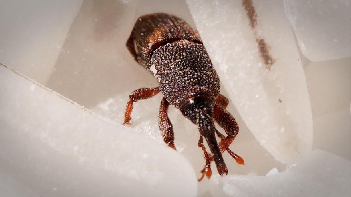 This Weevil Was Born in Your Rice and It’s Hungry | Watch Deep Look on ...