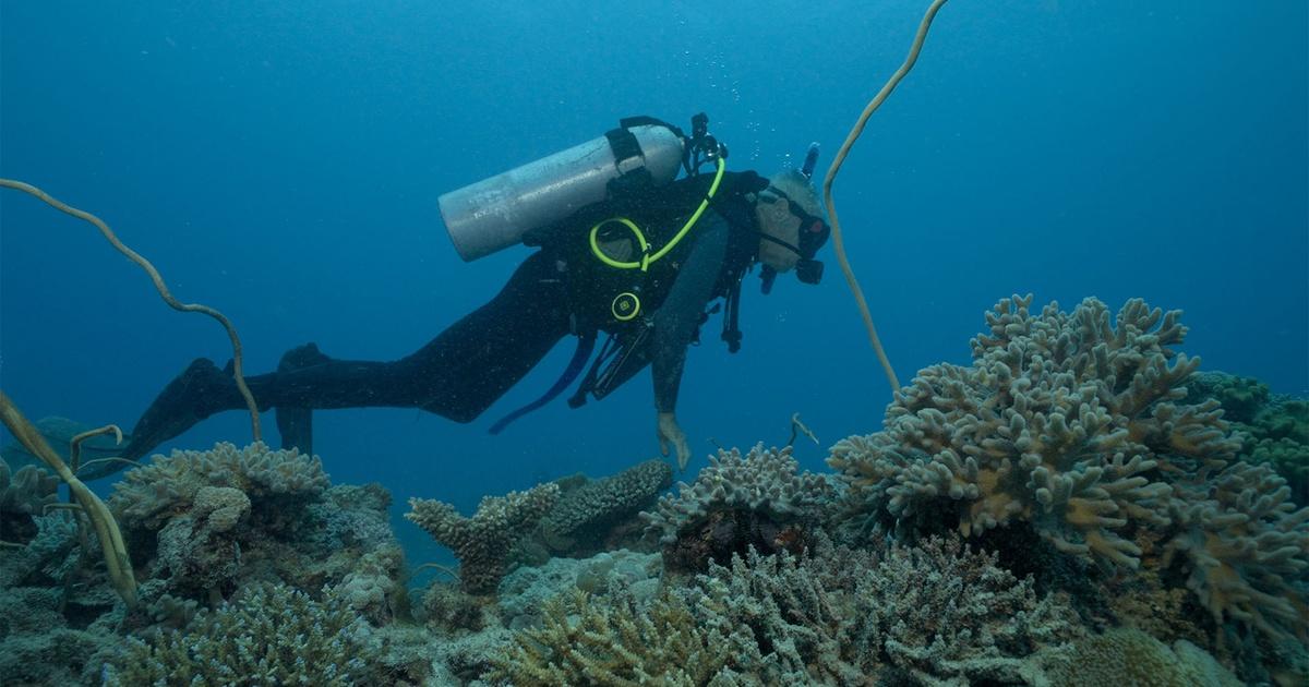 Dynamic Planet | Coral Collection | Episode 3 | PBS