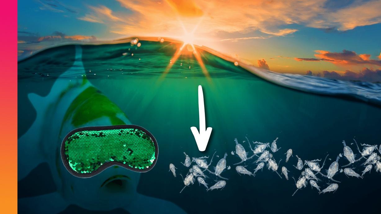 The Mystery Behind Earth’s Most Epic Migration | Watch on PBS Wisconsin