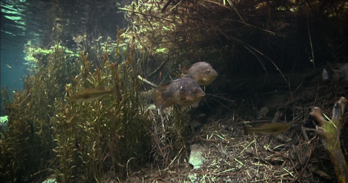 Texas Parks and Wildlife | Coast Strong, Razing Cane & SeaCamp ...