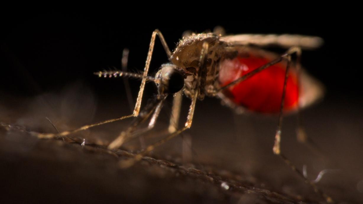 Why Mosquitos Are Humanity’s Deadliest Creature | Watch NOVA on PBS ...