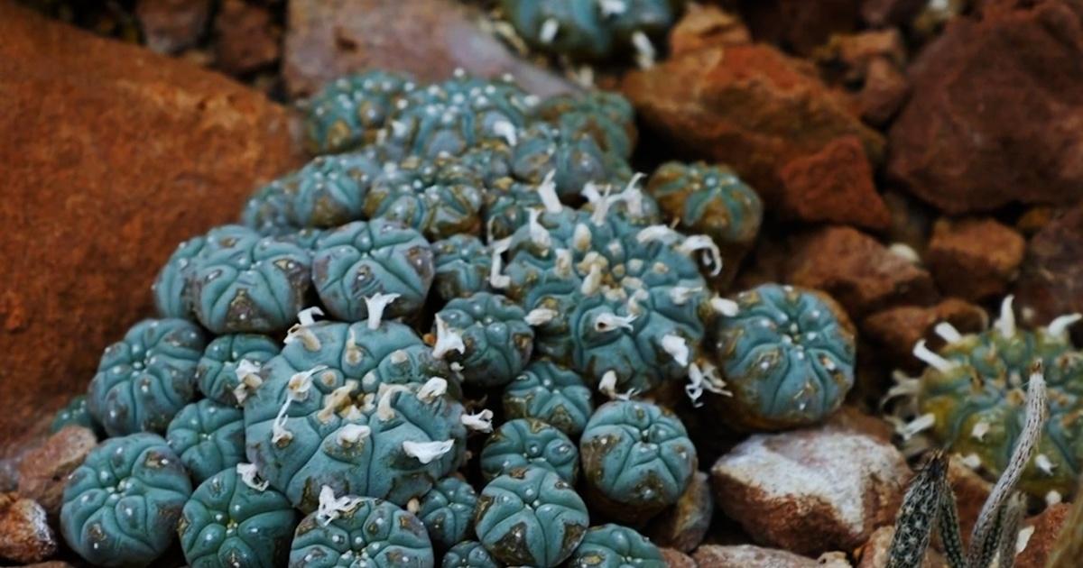 NOVA | Psychedelics as Medicine: The History of Peyote | Season 49 | Episode 15 | PBS