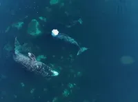 NOVA | Saving the Right Whale | Season 50 | Episode 7 | PBS