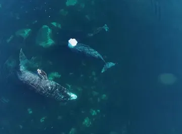 NOVA | Saving the Right Whale | Season 50 | Episode 7 | PBS