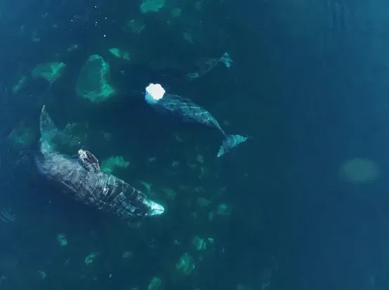 NOVA | Saving the Right Whale | Season 50 | Episode 7 | PBS