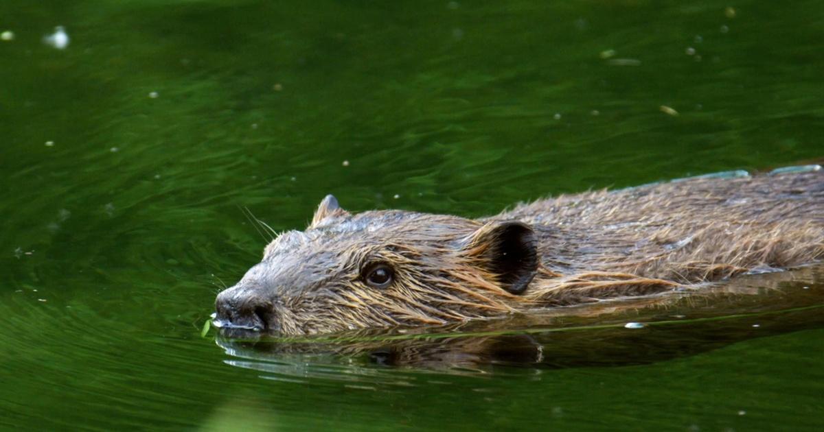 Nature | Busy Beavers | Backyard Nature | KQED