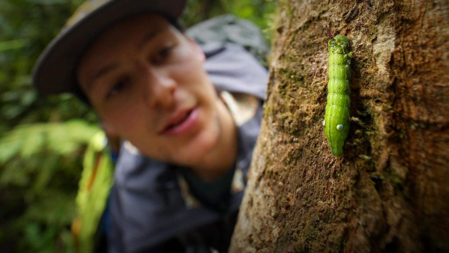 WILD HOPE Collection | Nature | PBS