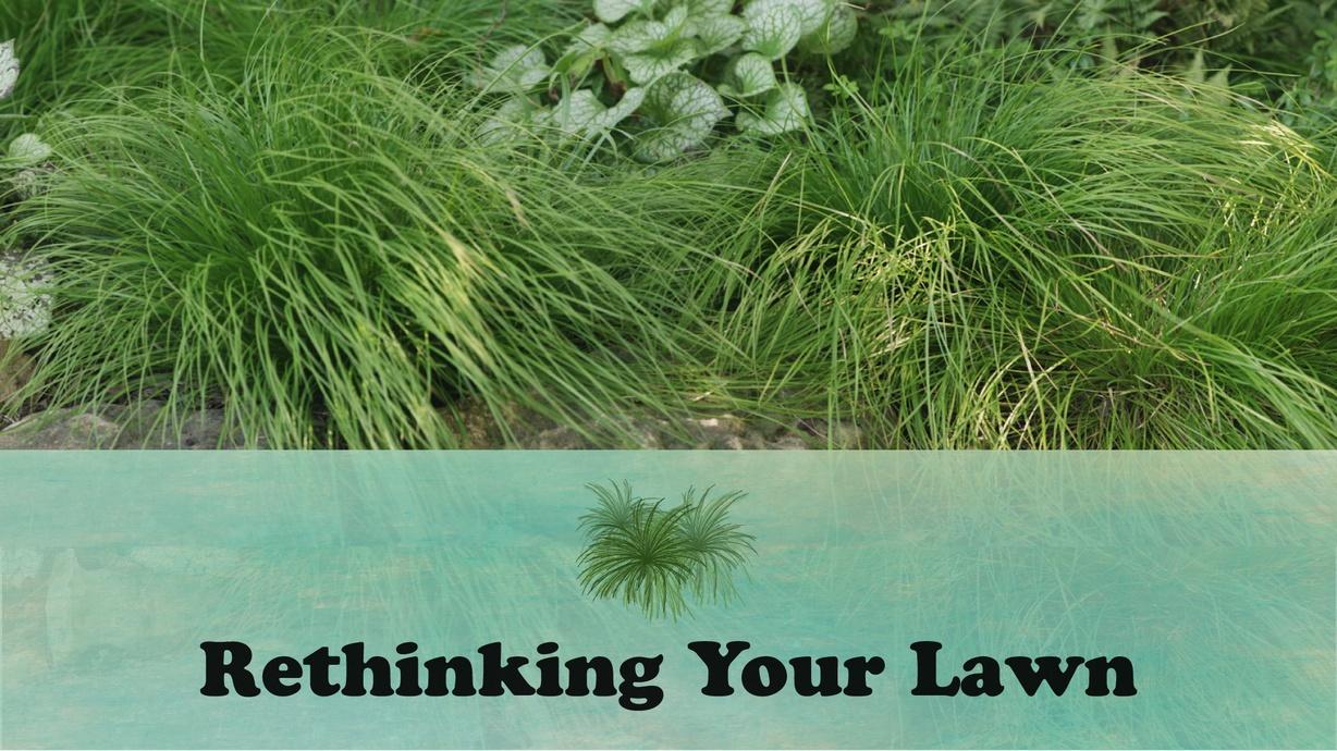 Rethinking Your Lawn | Watch on PBS Wisconsin