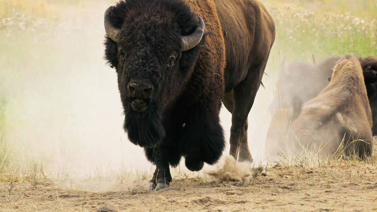 How do Bulls Battle over Mates? | Watch on PBS Wisconsin