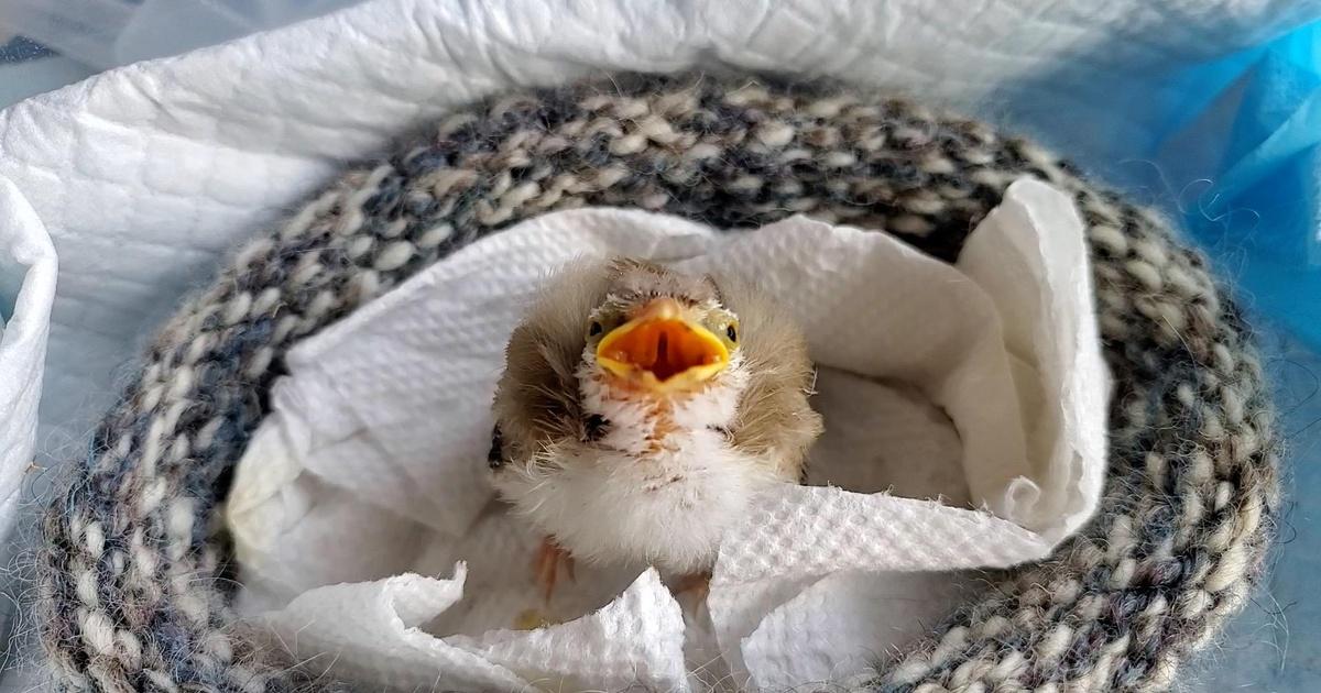 Animal Talk | Sweet Binks Rescue | Episode 12 | PBS