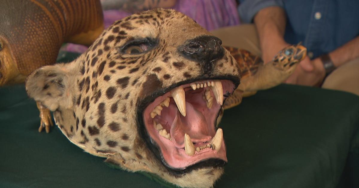 Chicago Tonight | Mickey Alice Kwapis Describes The Specimen Museum ...