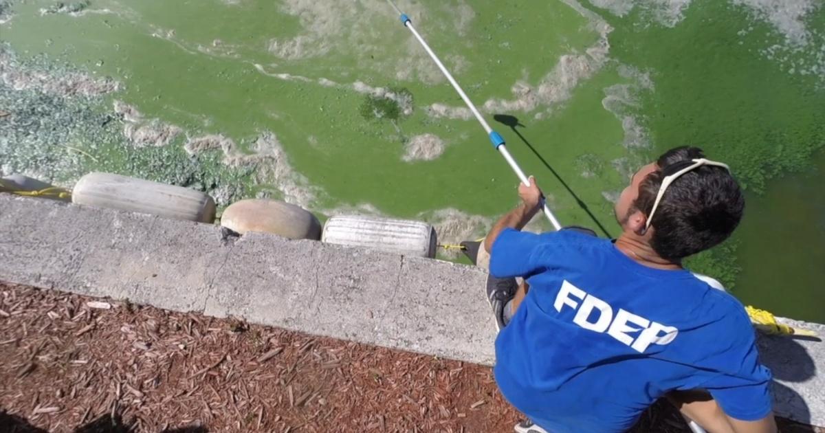 Battleground Everglades | Algae Explosion Trailer | Episode 101 | PBS