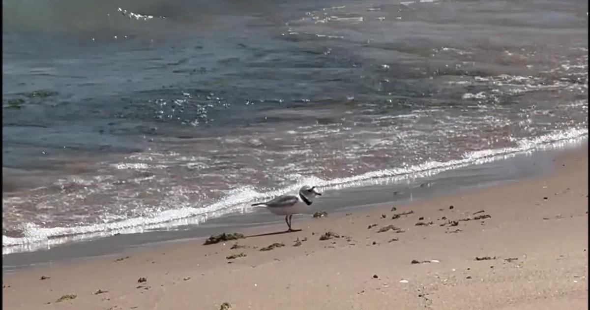 Chicago Tonight | Imani the Piping Plover Looks for Food | Season 2024 ...