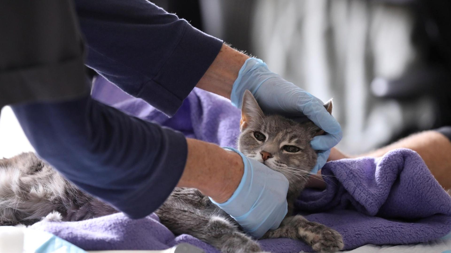 Why many veterinarians suffer mental health challenges | PBS News Hour ...