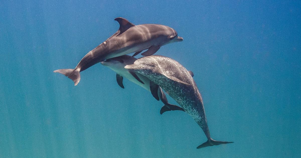 Changing Seas | Dolphins: Breaking the Code | Season 10 | Episode 1001 ...