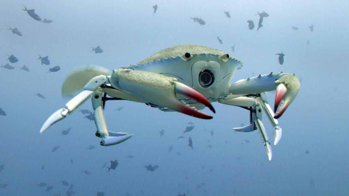 Deep Thinkers | Spy in the Ocean | Nature | WLIW