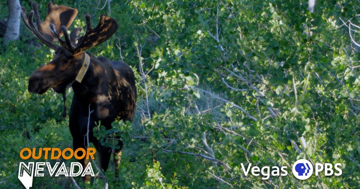 Outdoor Nevada | Tracking Moose in Nevada | Season 7 | Episode 13 | PBS