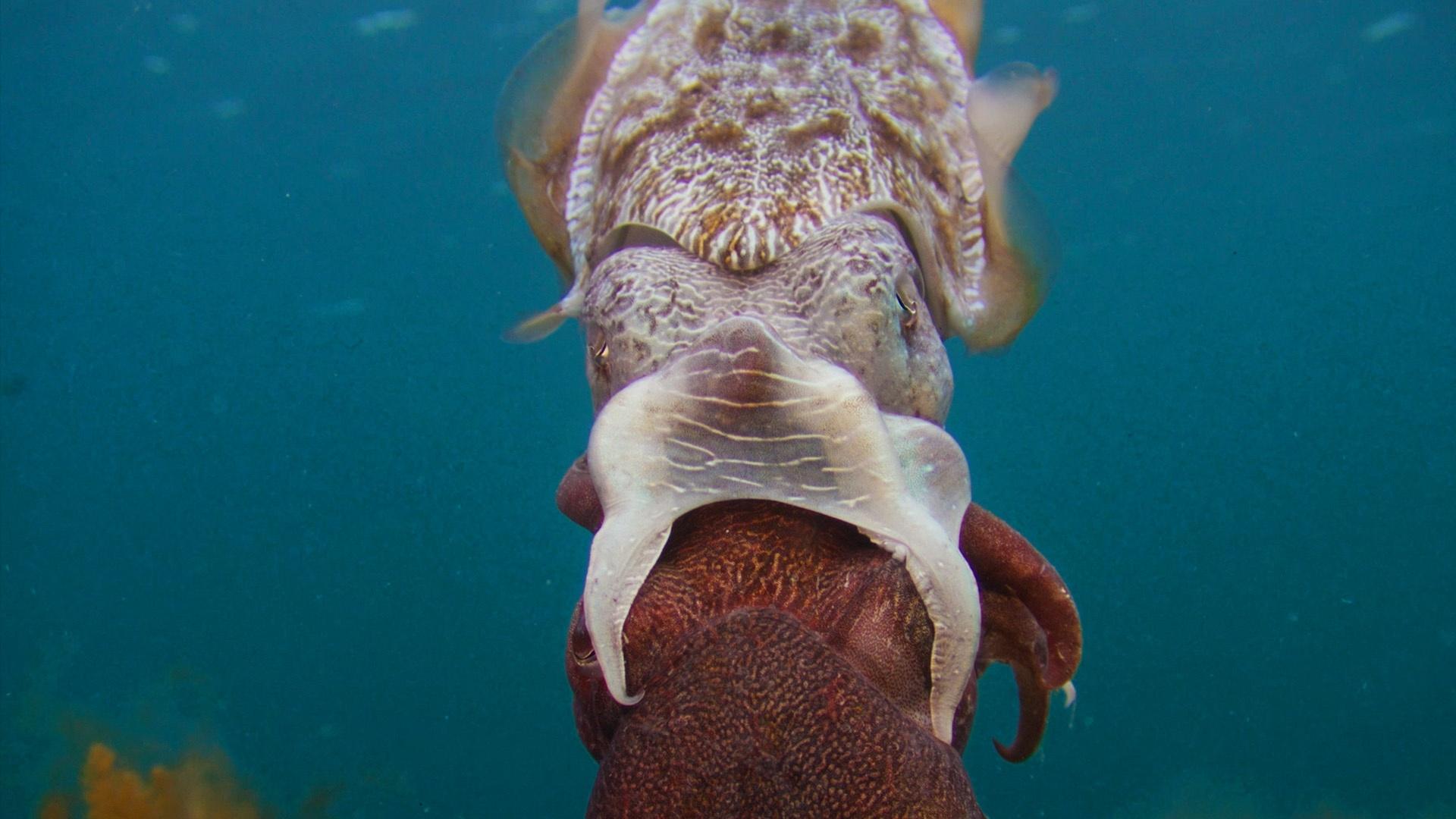 Cuttlefish Are the Ocean’s Freakiest Little Weirdos | Untold Earth ...