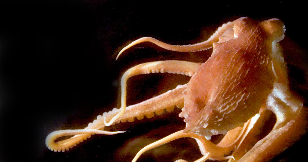 OPB Science From the Northwest | Octopus Brains | Season 2022 | PBS