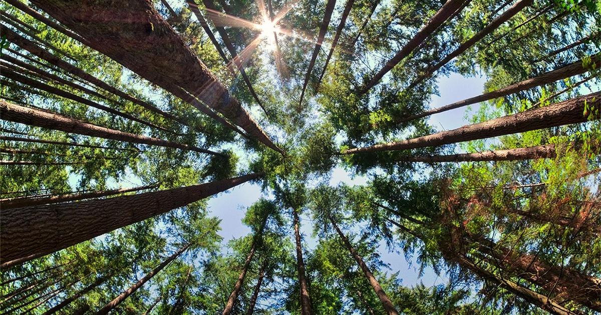 The Green Planet | Seasonal Worlds | Episode 3 | PBS