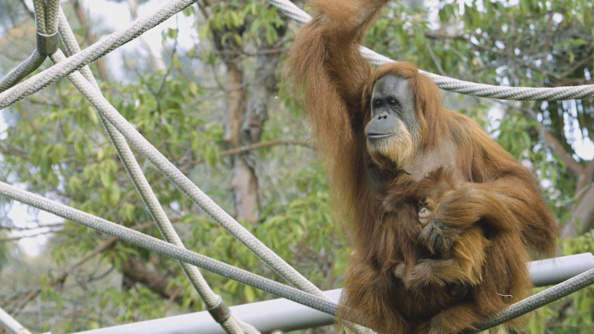 Baby Orangutan Aisha | Camp TV | THIRTEEN - New York Public Media