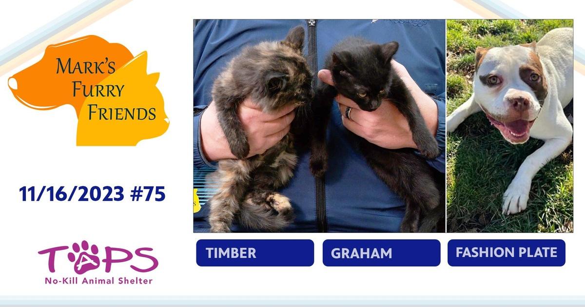 Mark’s Furry Friends | 11/16/2023 | Timber, Graham and Fashion Plate ...