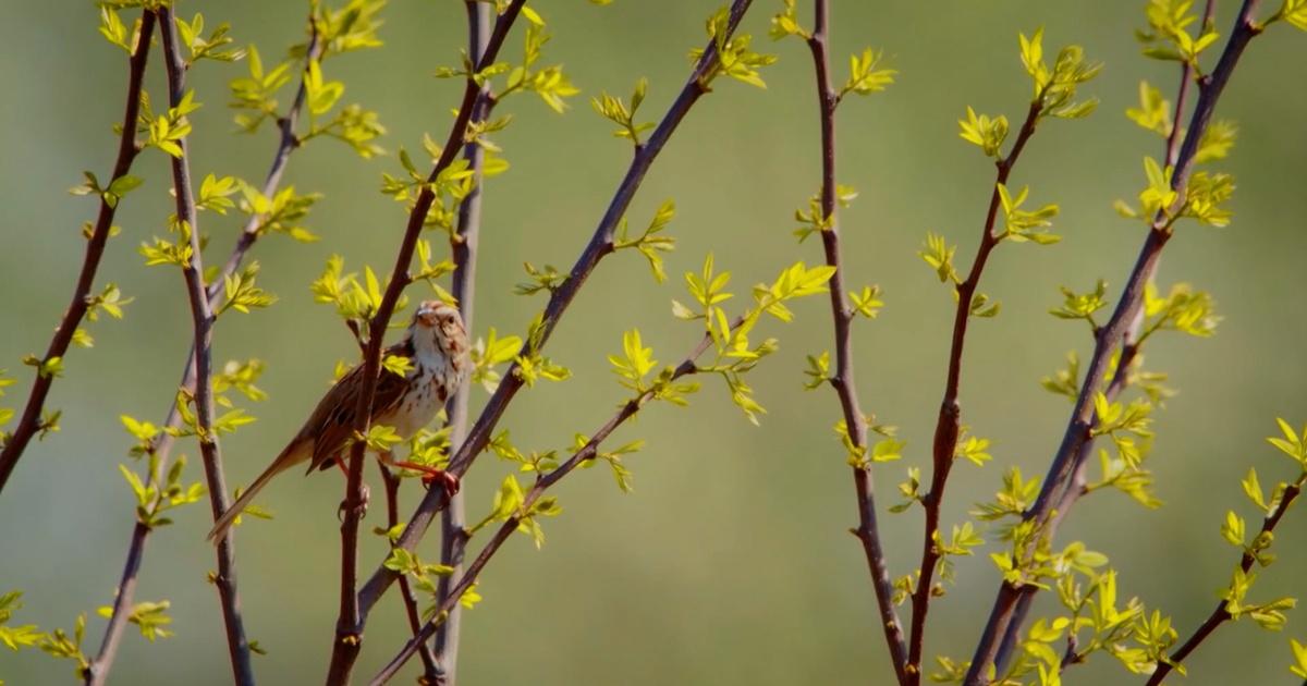 Virginia Home Grown | Clippings: Gardening for Wildlife | Season 25 ...
