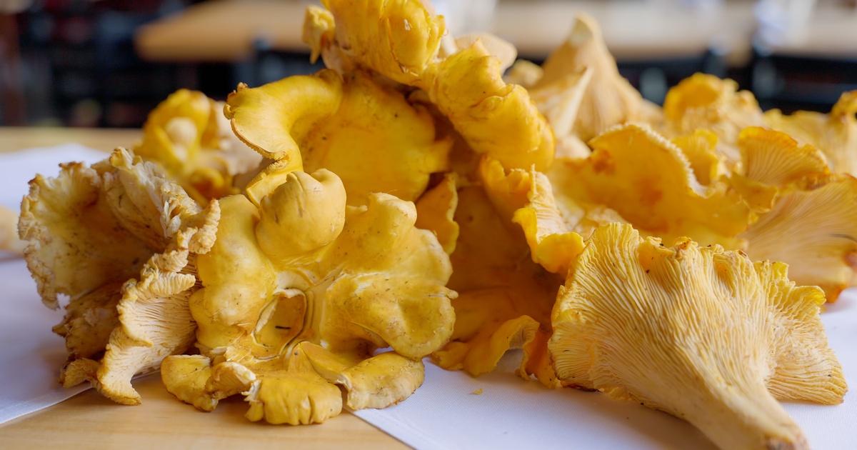 Superabundant | Chanterelles | Superabundant | Season 3 | PBS