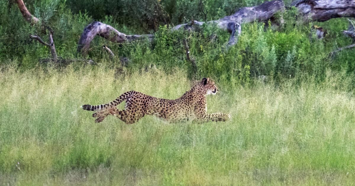 Nature | Mother Cheetah's Breathtaking Hunt | Season 43 | Episode 6 | PBS