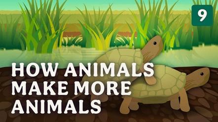 Crash Course Zoology | PBS