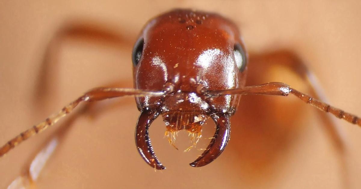 Deep Look | Kidnapper Ants Steal Other Ants' Babies - And Brainwash ...