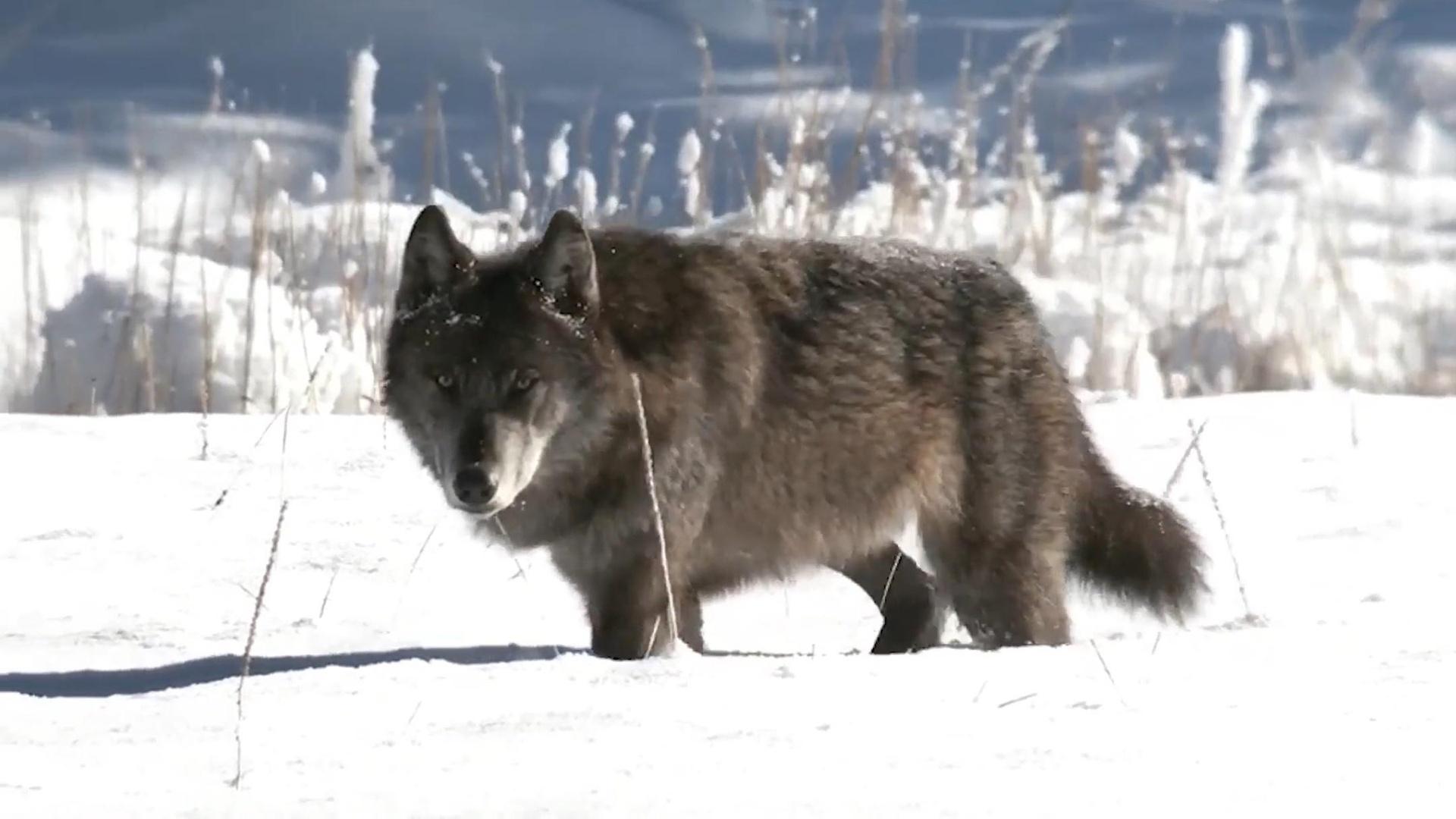 Scientists work to decode wolf howls with AI technology | PBS News Hour ...