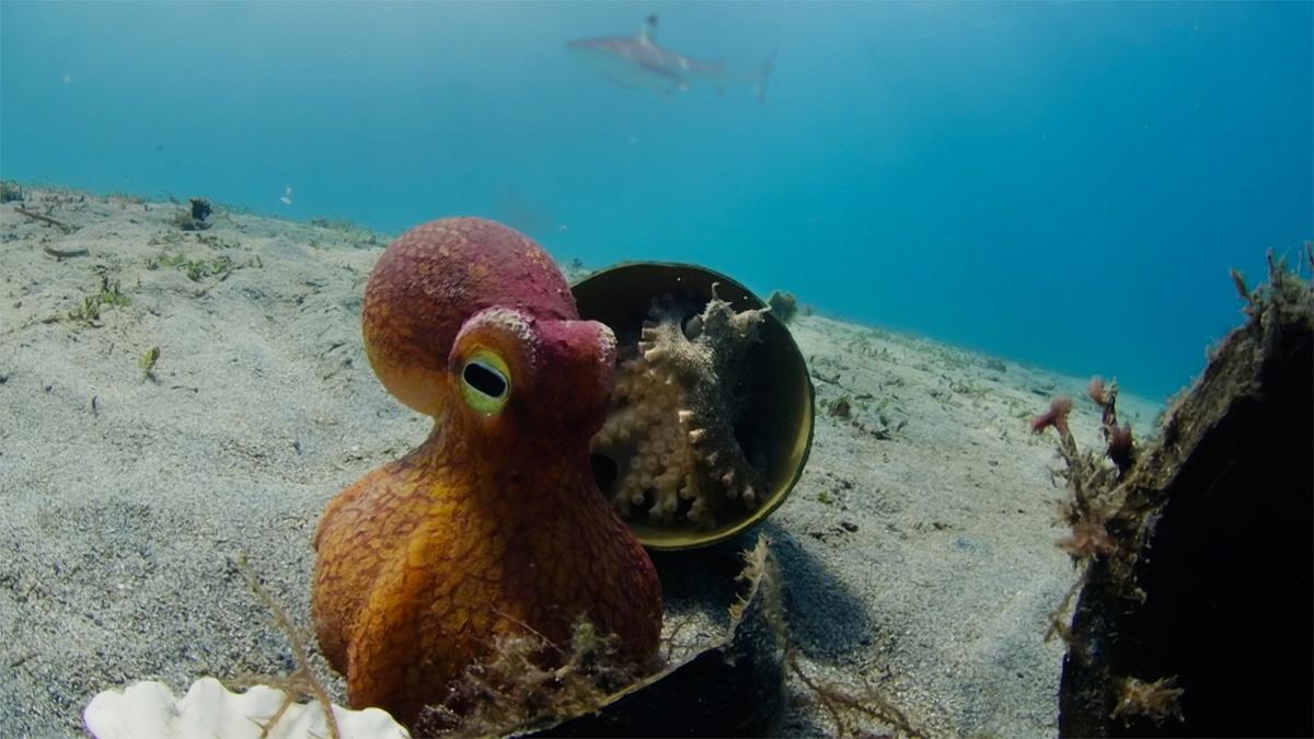 Spy Octopus Helps Friend Hide From Shark | Nature | THIRTEEN - New York ...