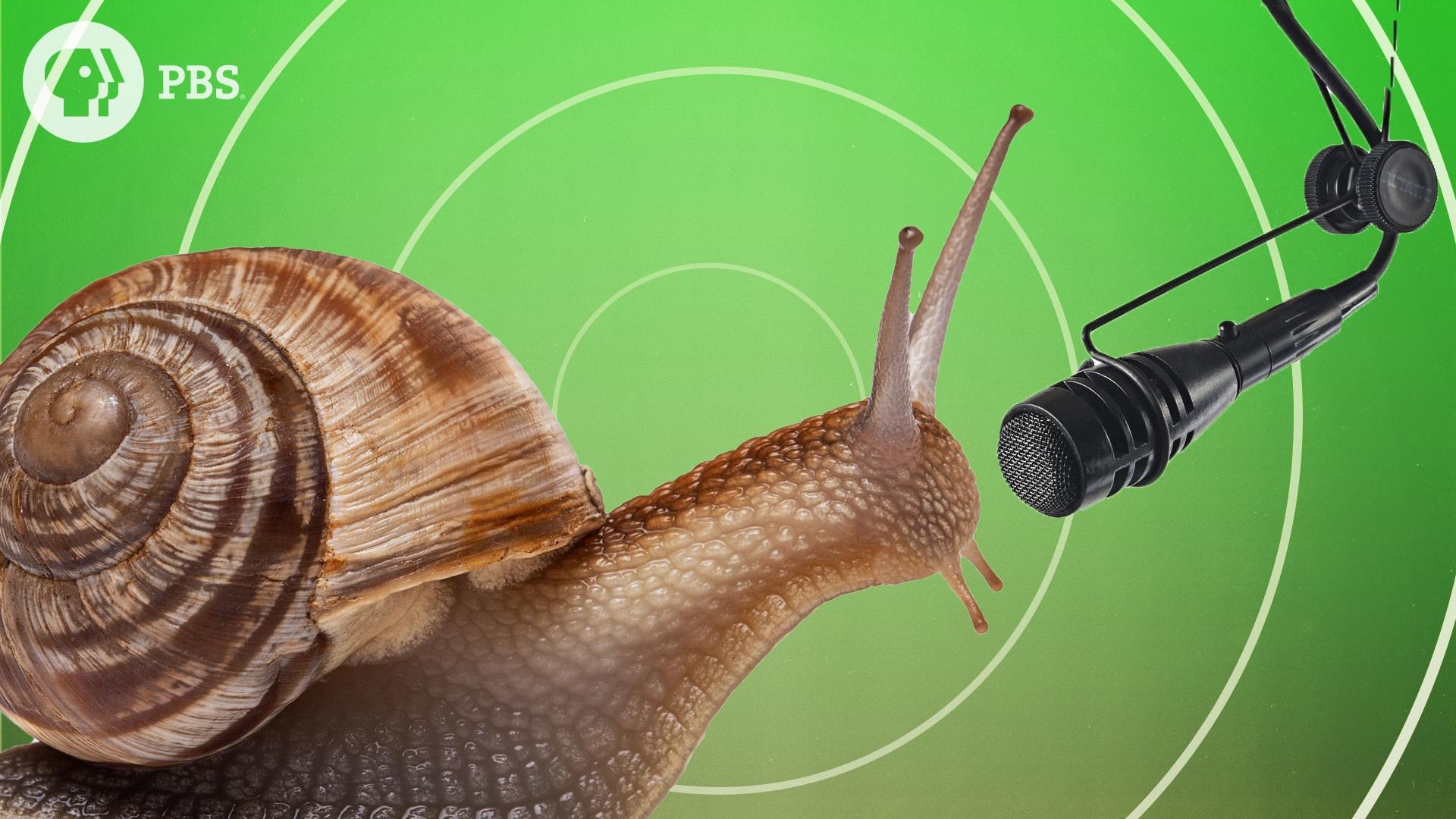 Music from the Golden Ratio and Fibonacci Sequence | Sound Field | ALL ARTS