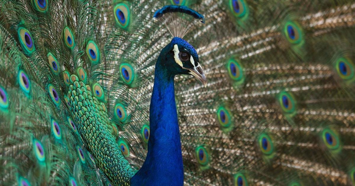 Nature | Season 36 | Natural Born Rebels | Episode 3 | The Mating Game ...