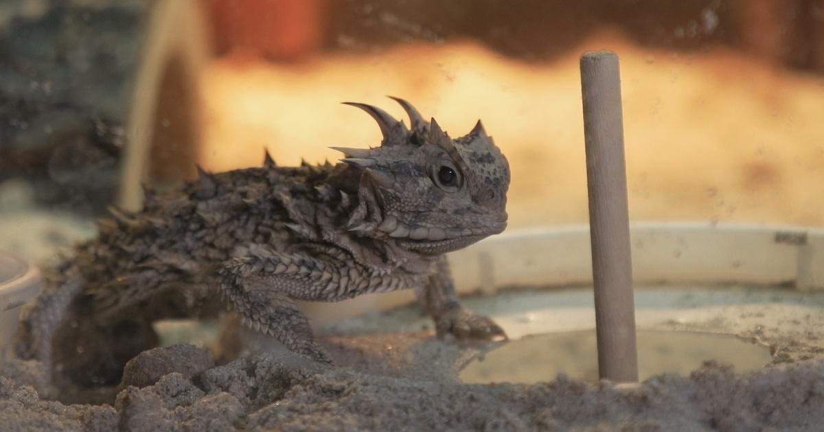 Texas Parks and Wildlife | Lost Lizards Return, Angler Access, Map ...