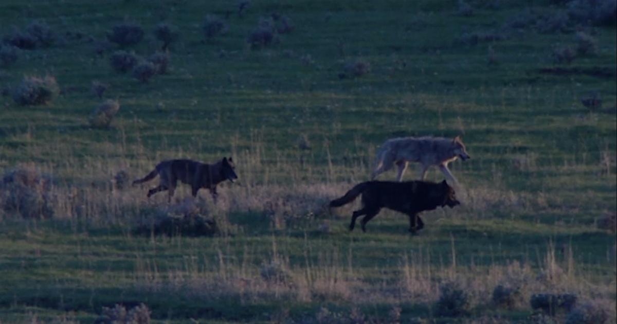 Montana PBS Reports: IMPACT | 208: Guns On Public Transit?/ New Wolf ...