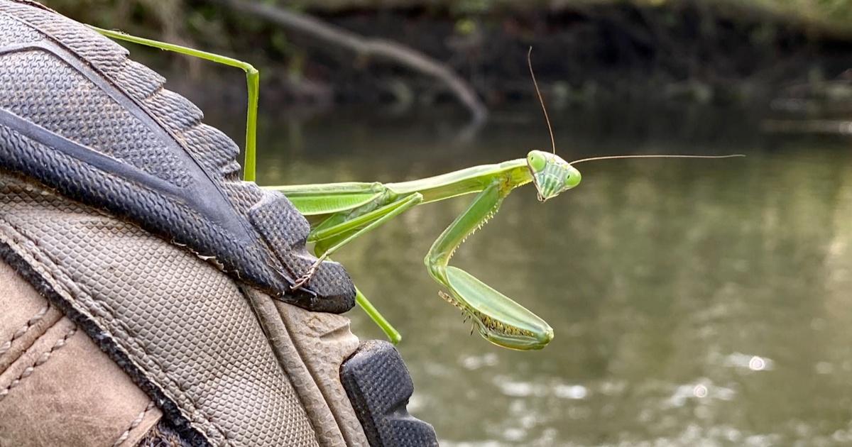 Jay's Chicago | My Praying Mantis Teacher | Season 2022 | Episode 1 | PBS