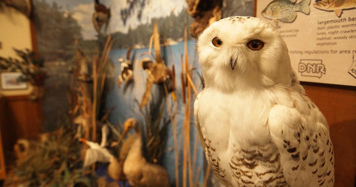 Road Trip Iowa | Baileys Ford Nature Center and Wildlife Exhibit ...