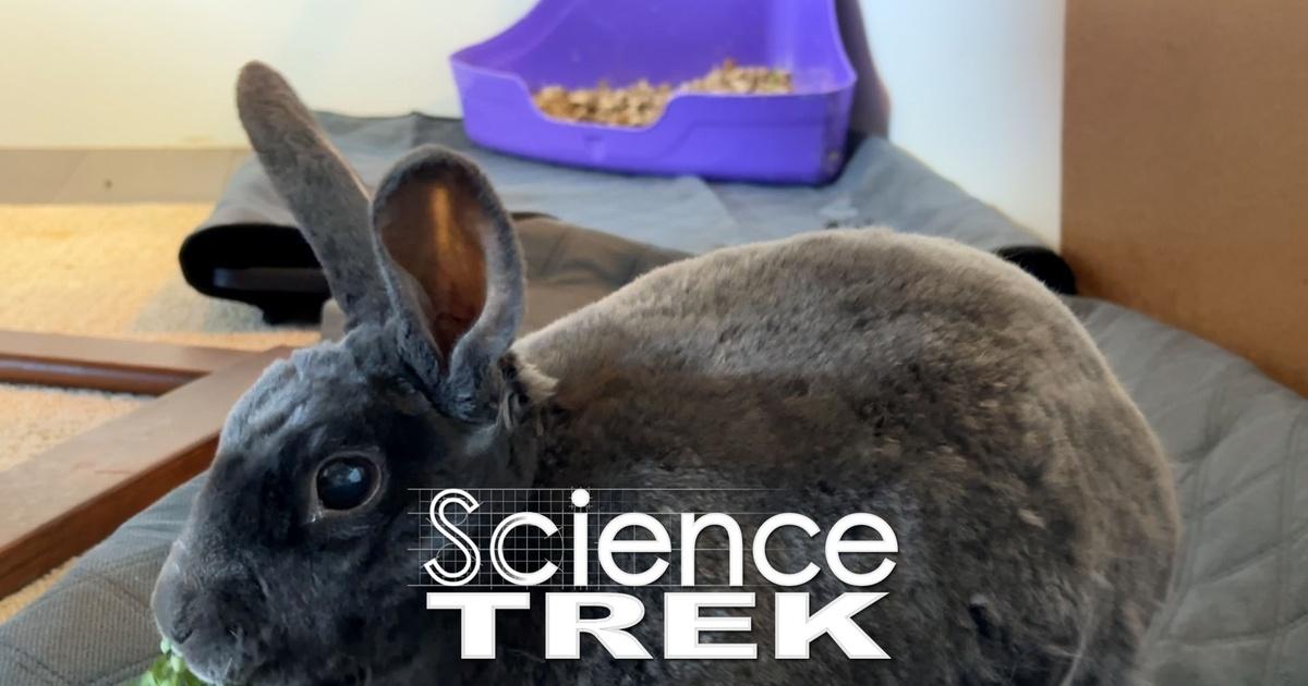 Animals Collection | Science Trek | PBS