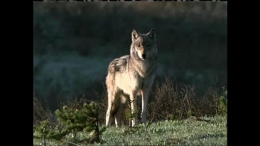 Wolves in Paradise | PBS
