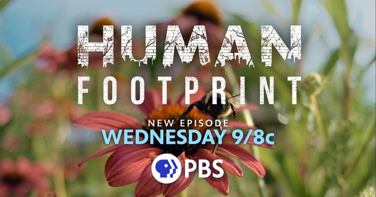 WUCF Previews | Human Footprint: The Honey Trap | Preview | PBS