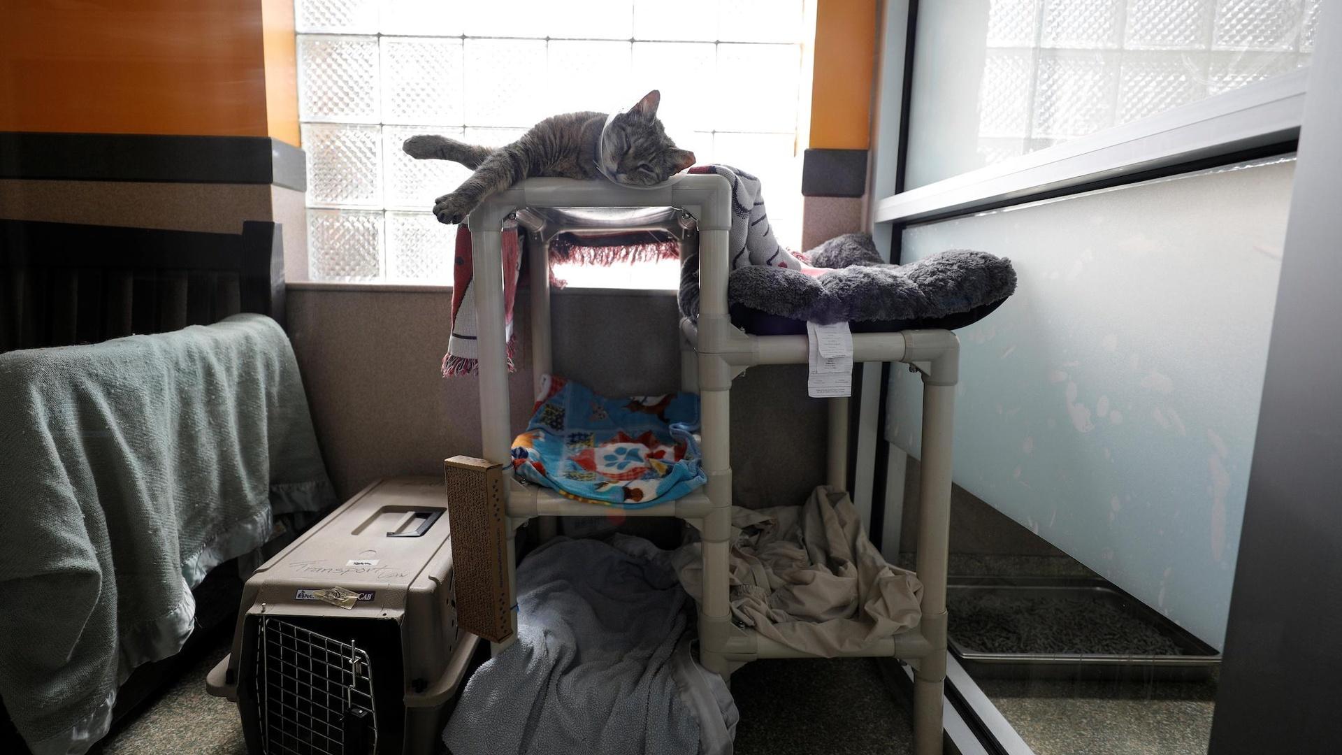 How the video game ‘Stray’ is helping rescue real-life cats | PBS News ...