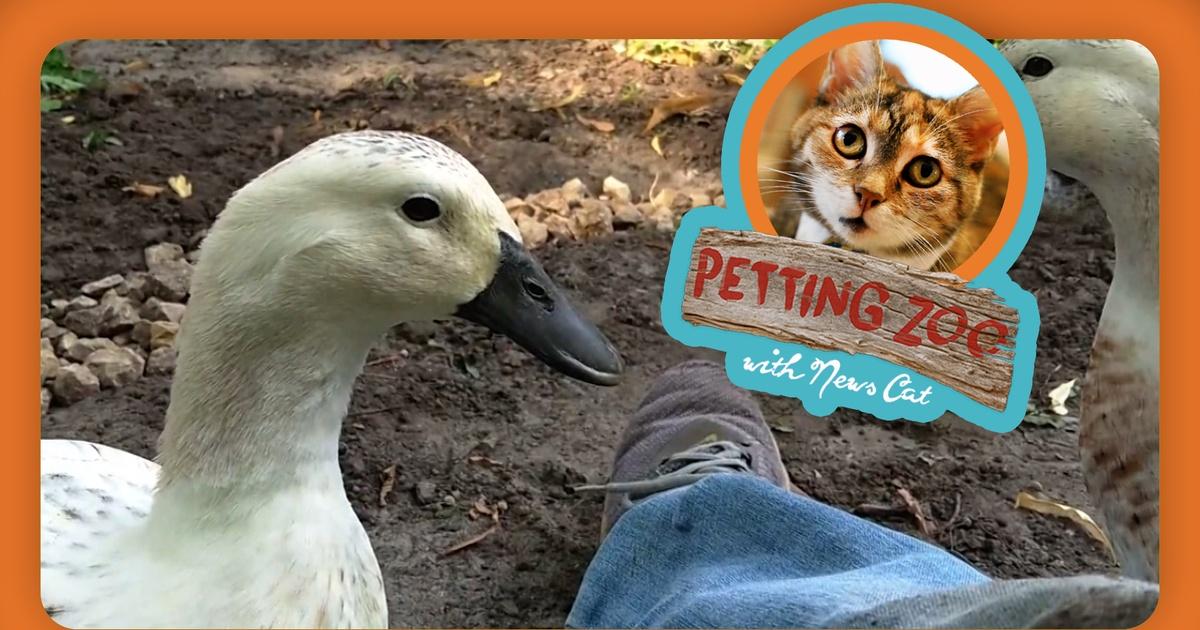NewsDepth | Petting Zoo: Backyard Duck Daycare | Season 53 | Episode 29 ...