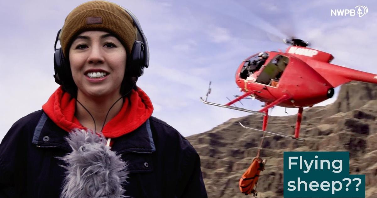 NWPB Presents | Helicoptering Bighorn Sheep for Restoration | PBS