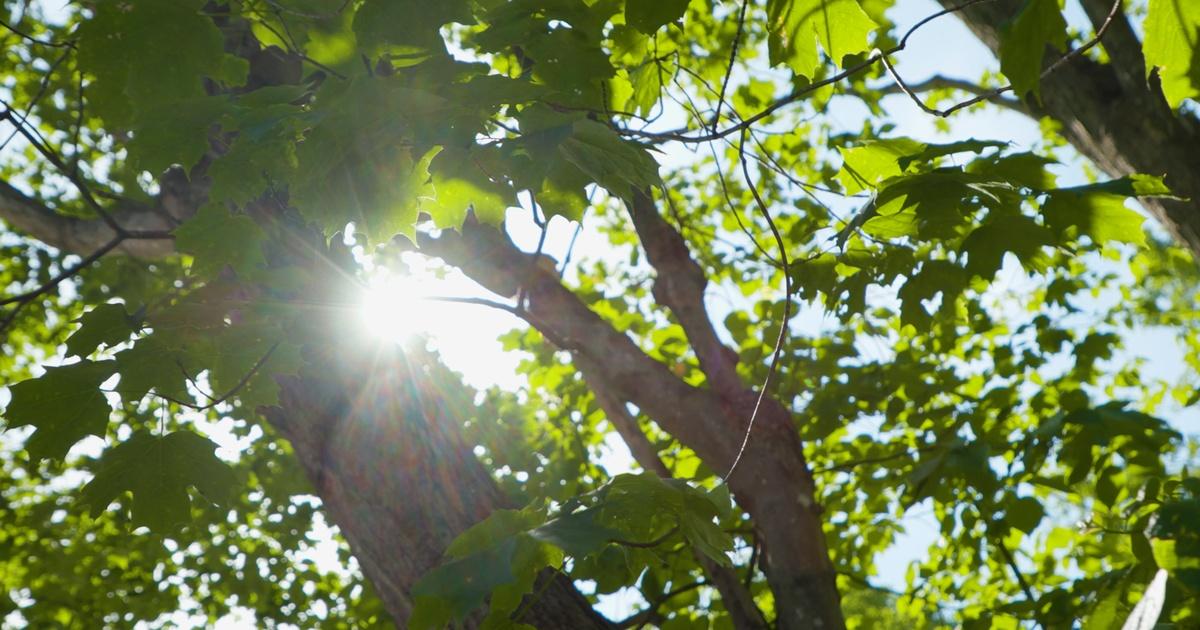 Before America | Before America | Trail Marker Trees | PBS