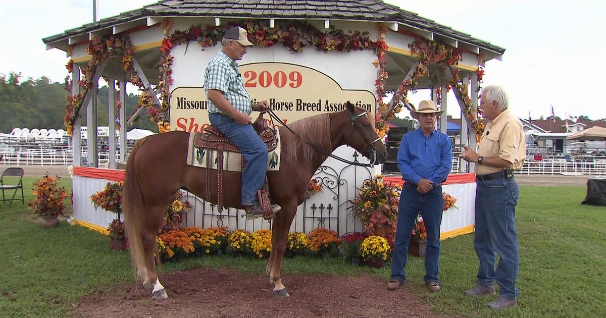 OzarksWatch Video Magazine | The Missouri Fox Trotter: A Graceful Gait ...