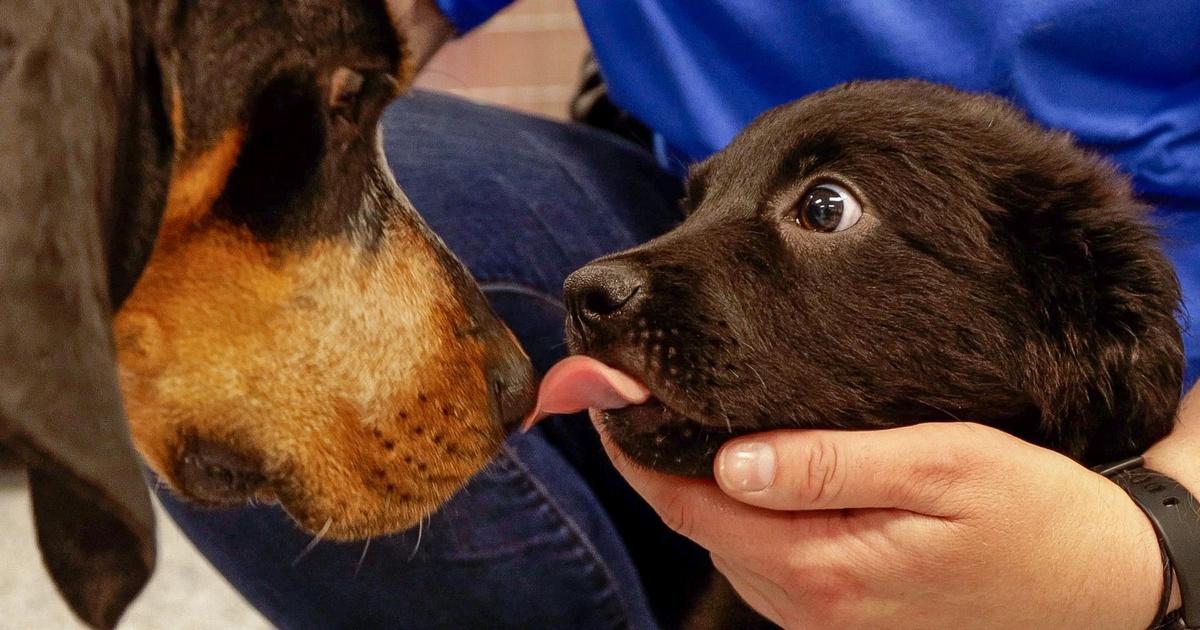 Animal Talk | Integrating a New Puppy into Your Home | Episode 7 | PBS